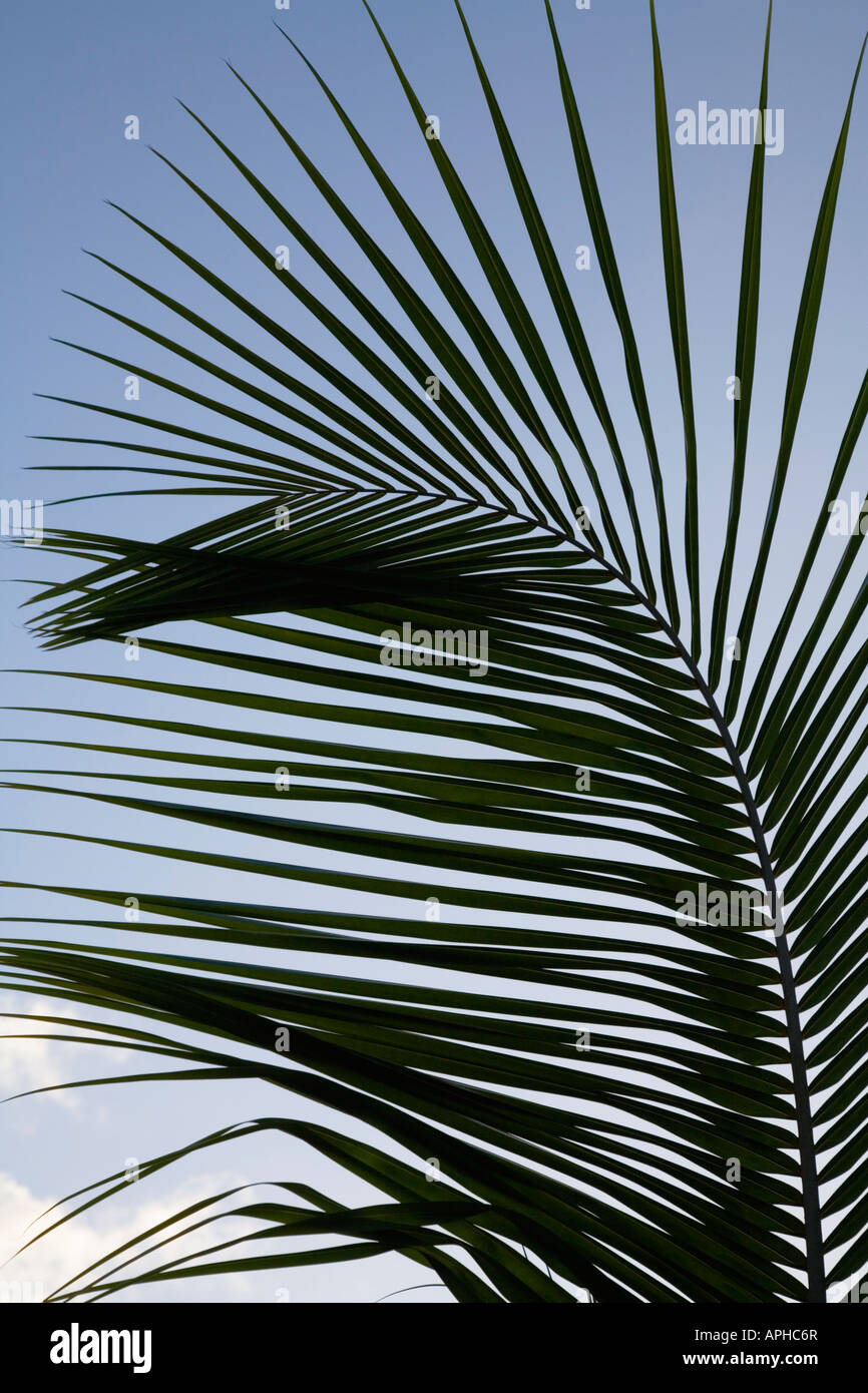 Fanned palm leaves hi-res stock photography and images - Alamy