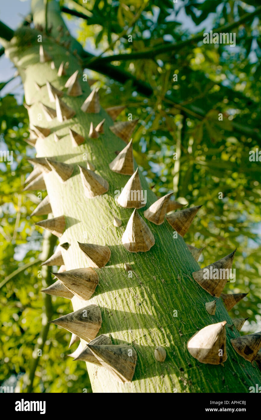 Thorny Tree Trunk High Resolution Stock Photography and Images - Alamy