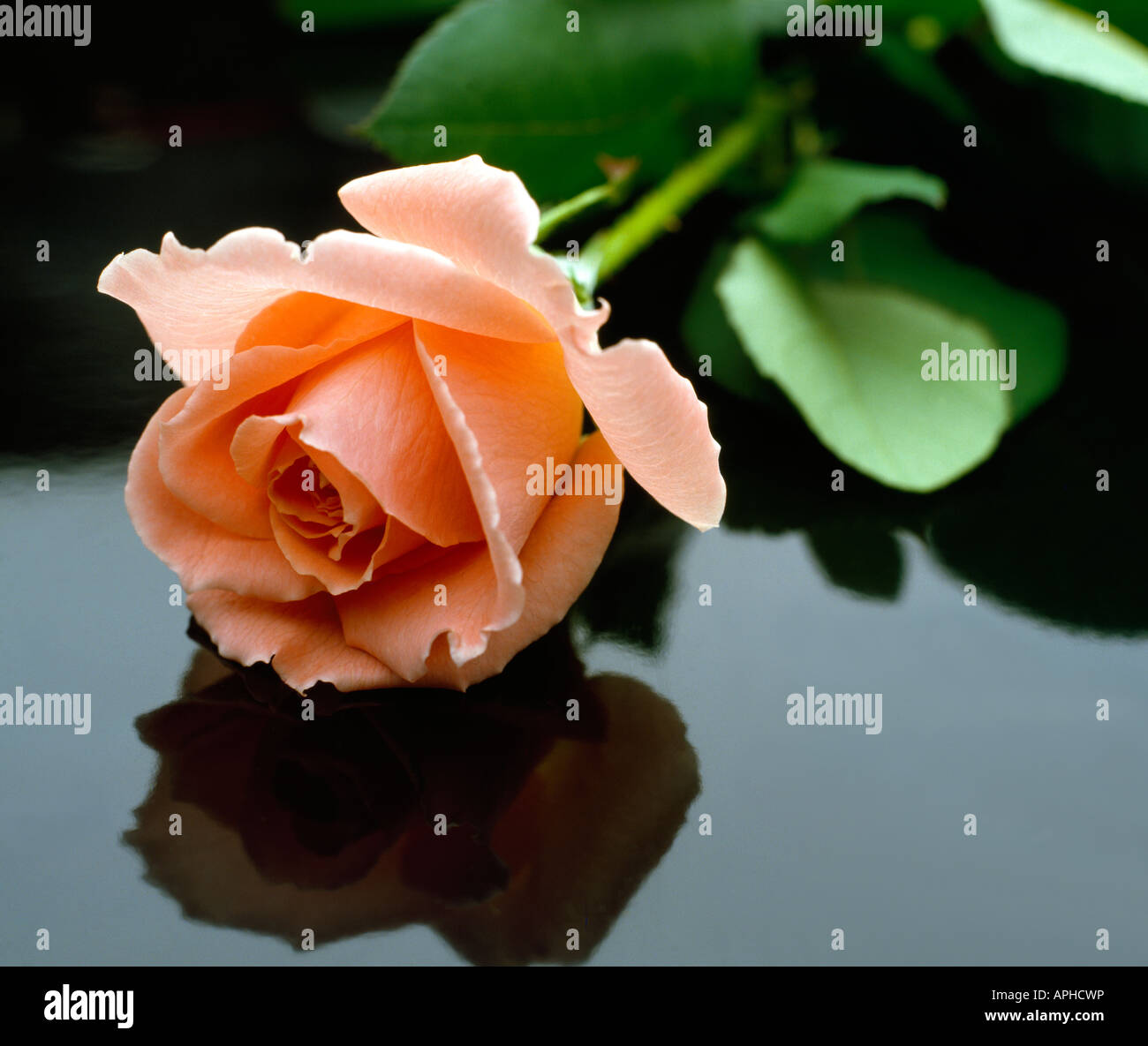 Rose on mirrored background Stock Photo - Alamy