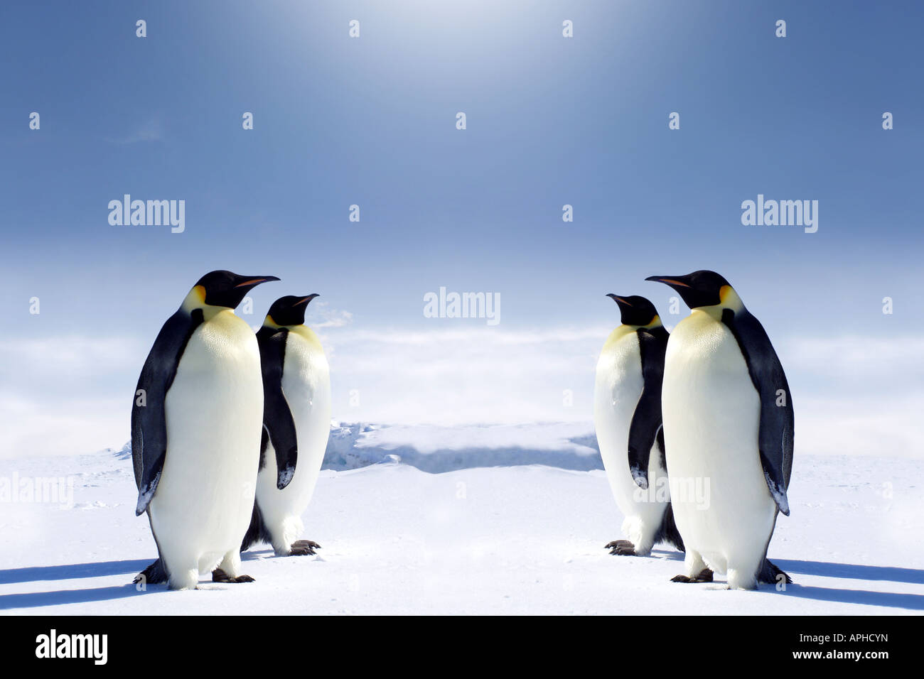 Two pairs of penguins facing each other at the South pole Stock Photo ...