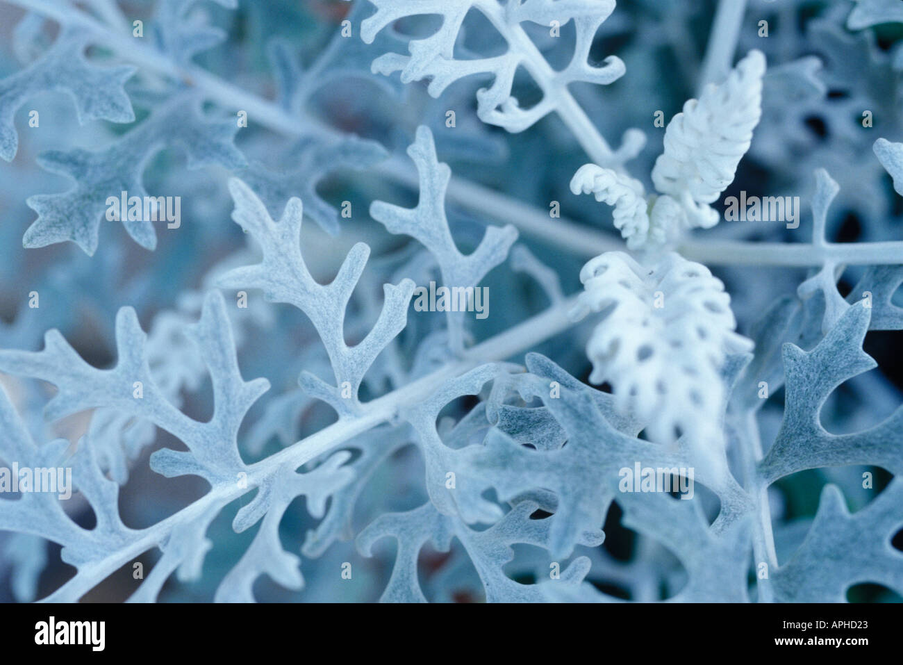 Senecio cineraria Dusty Miller Stock Photo - Alamy