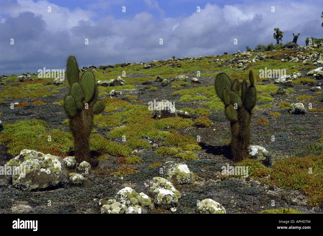 Galapagos cactus trees galapagos islands hi-res stock photography and ...