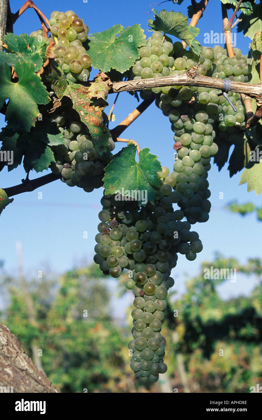 Vernaccia di San Gimignano Grape Stock Photo - Alamy