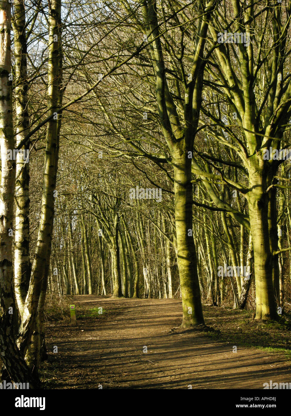 shadows in winter Stock Photo - Alamy
