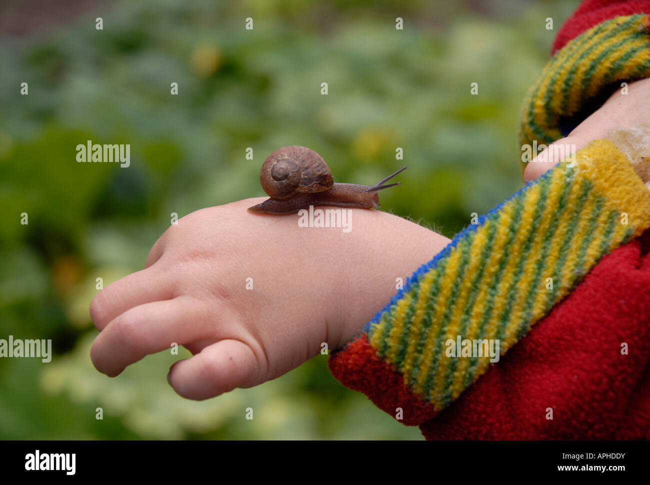 Young child with garden snail in hand Stock Photo - Alamy