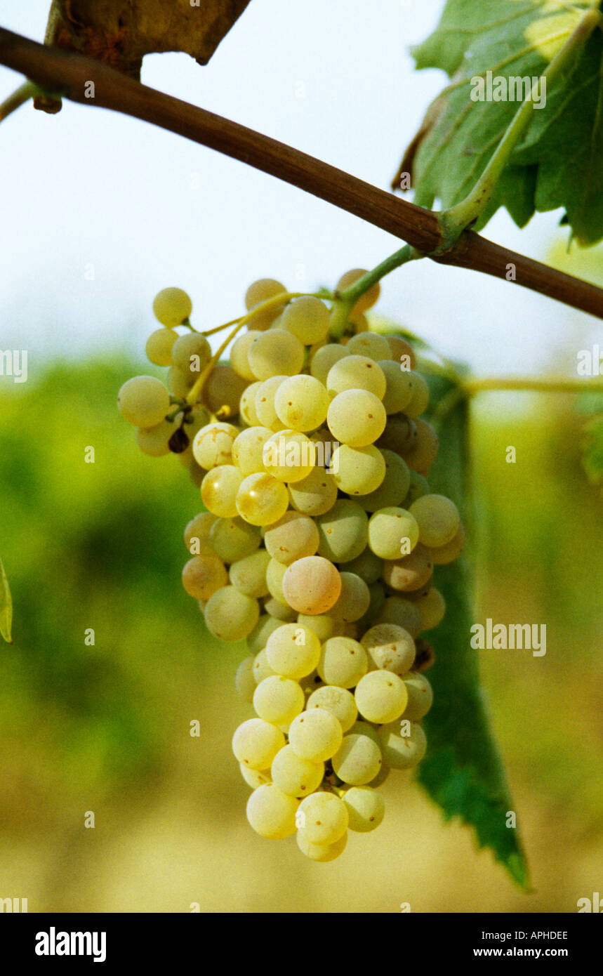 Vernaccia di San Gimignano Grape Stock Photo - Alamy