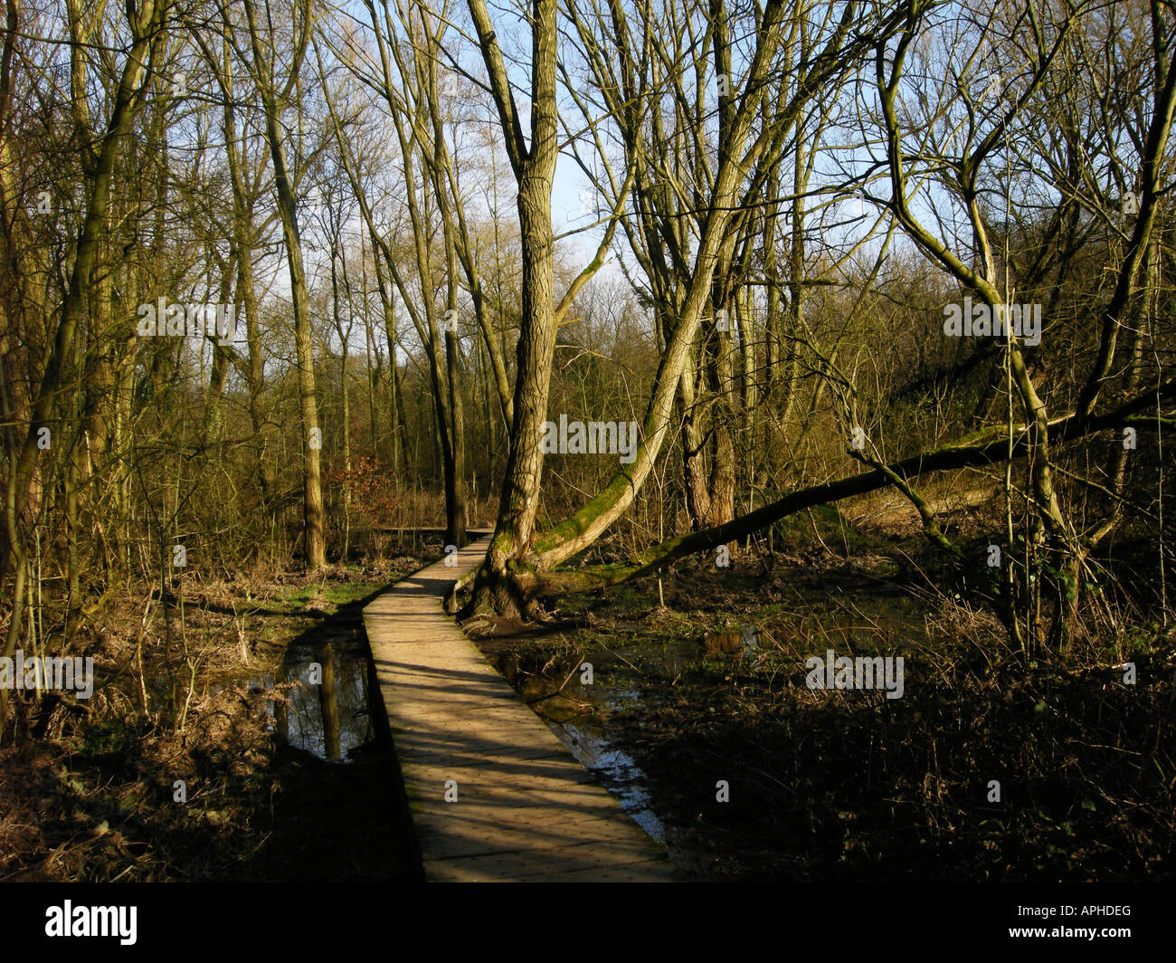 walkway to help pedestrians pass through woods Stock Photo - Alamy