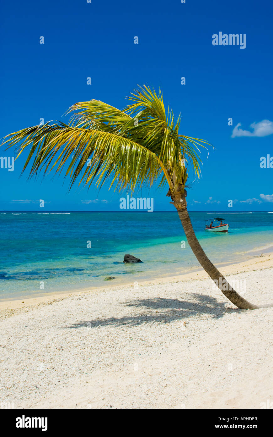 Strand mit palme hi-res stock photography and images - Alamy