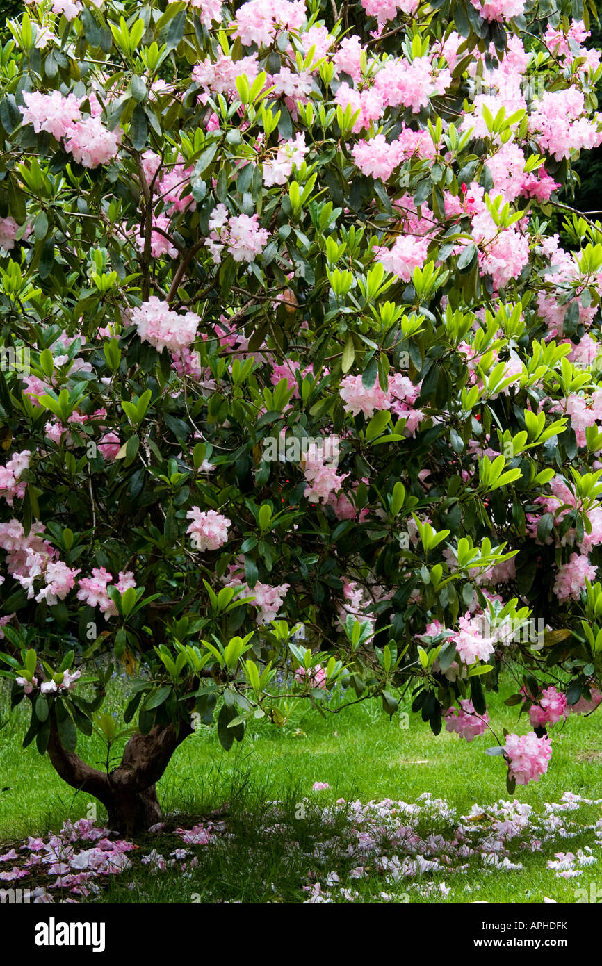 Rhododendron Tree