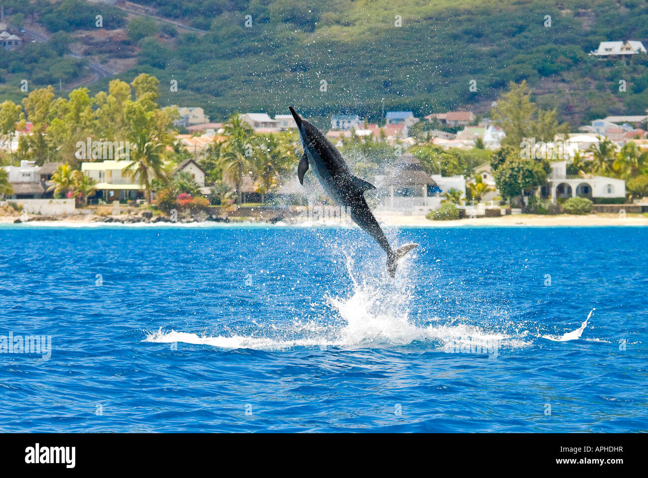 Springender wal hi-res stock photography and images - Alamy