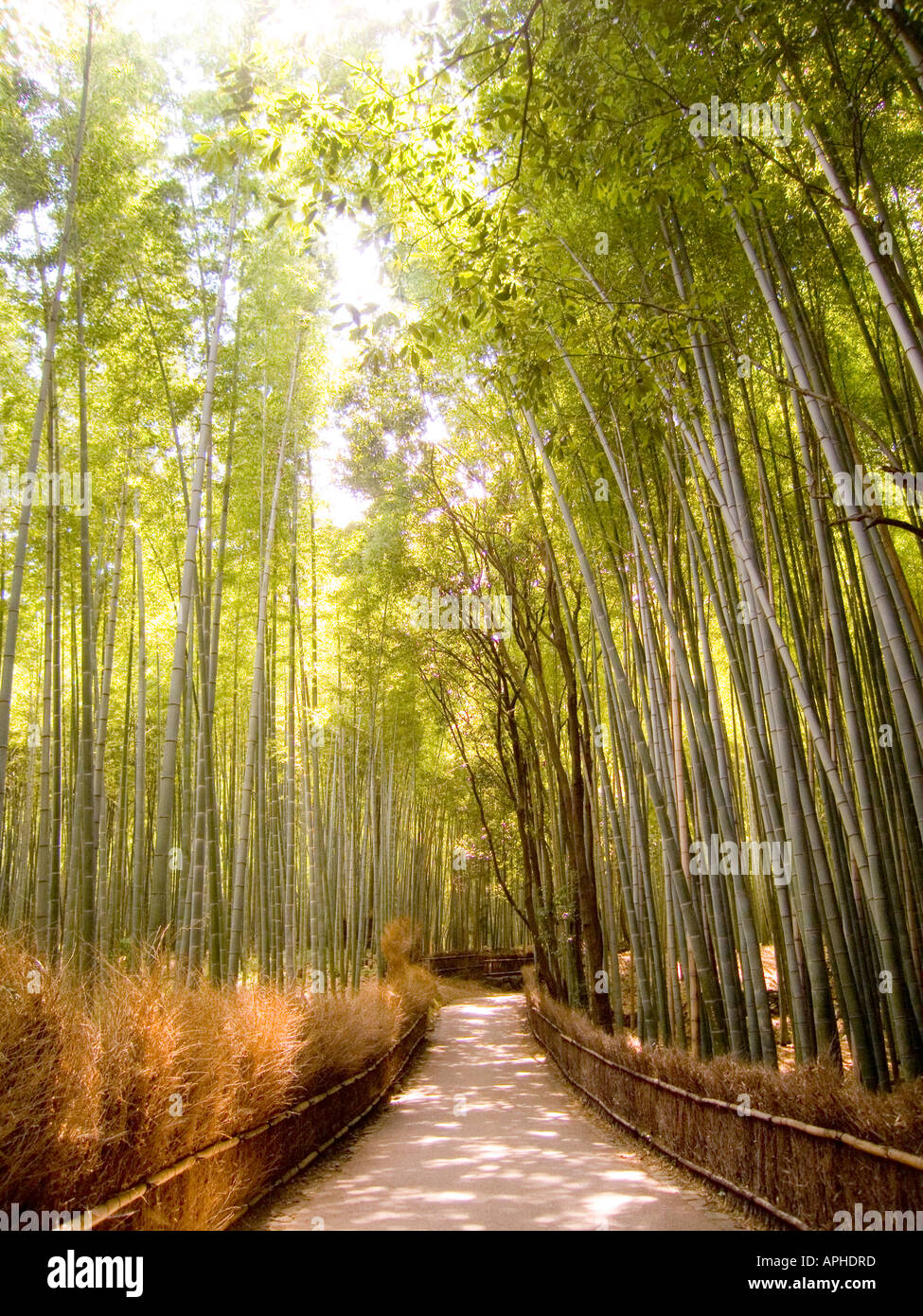 japan kyoto bamboo grove in grounds of arashiyama zen temple Stock ...