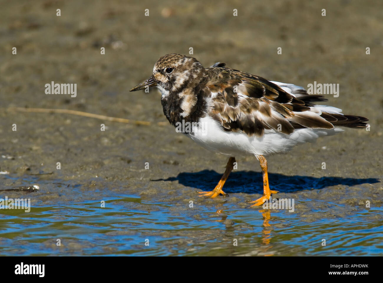 Steinwälzer - Arenaria interpres Stock Photo - Alamy