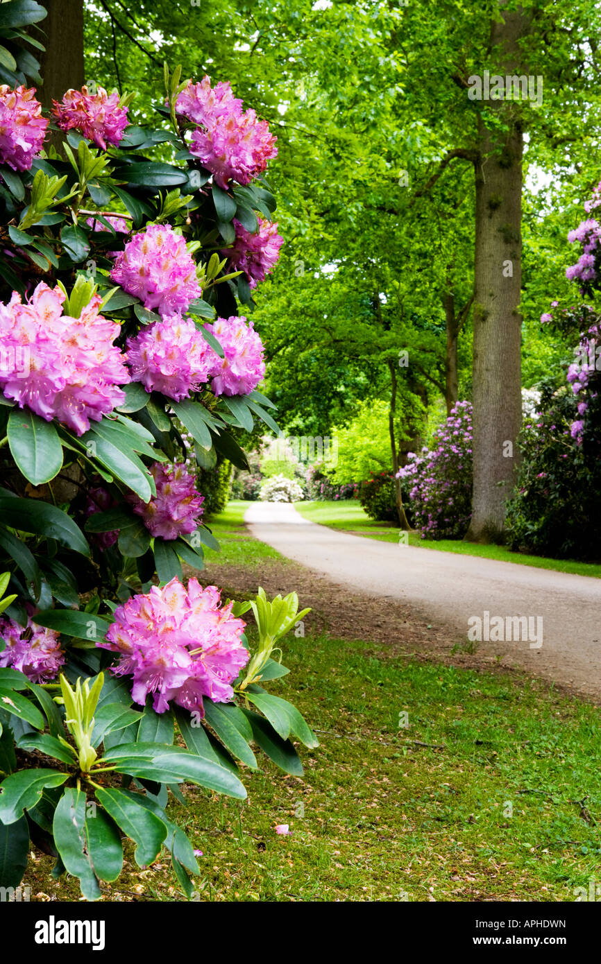 Bowood House Rhododendron Walks, Chippenham, Wiltshire, England, UK ...