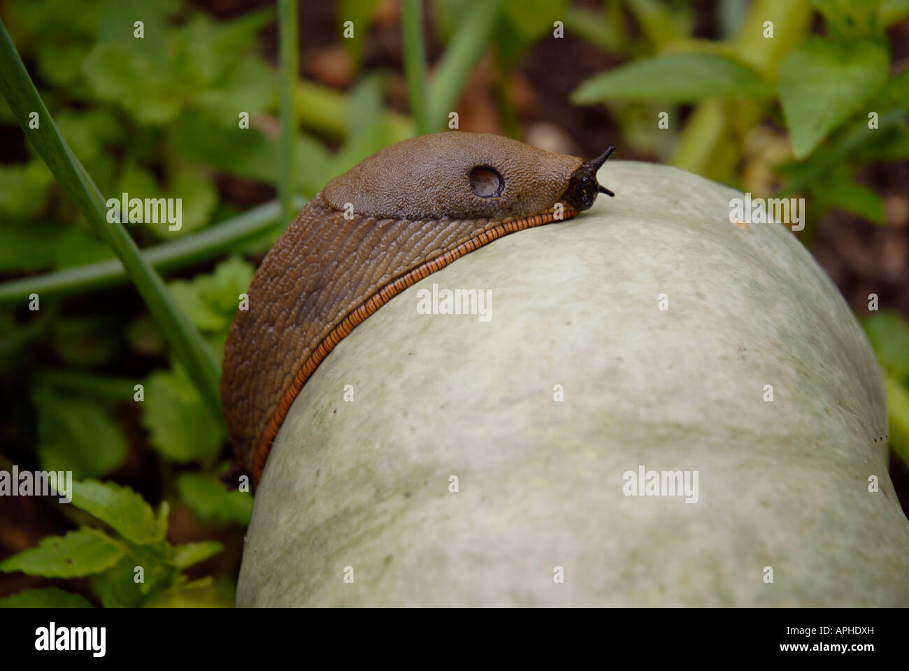 Large red slug Arion Rufus on green pumpkin Stock Photo - Alamy