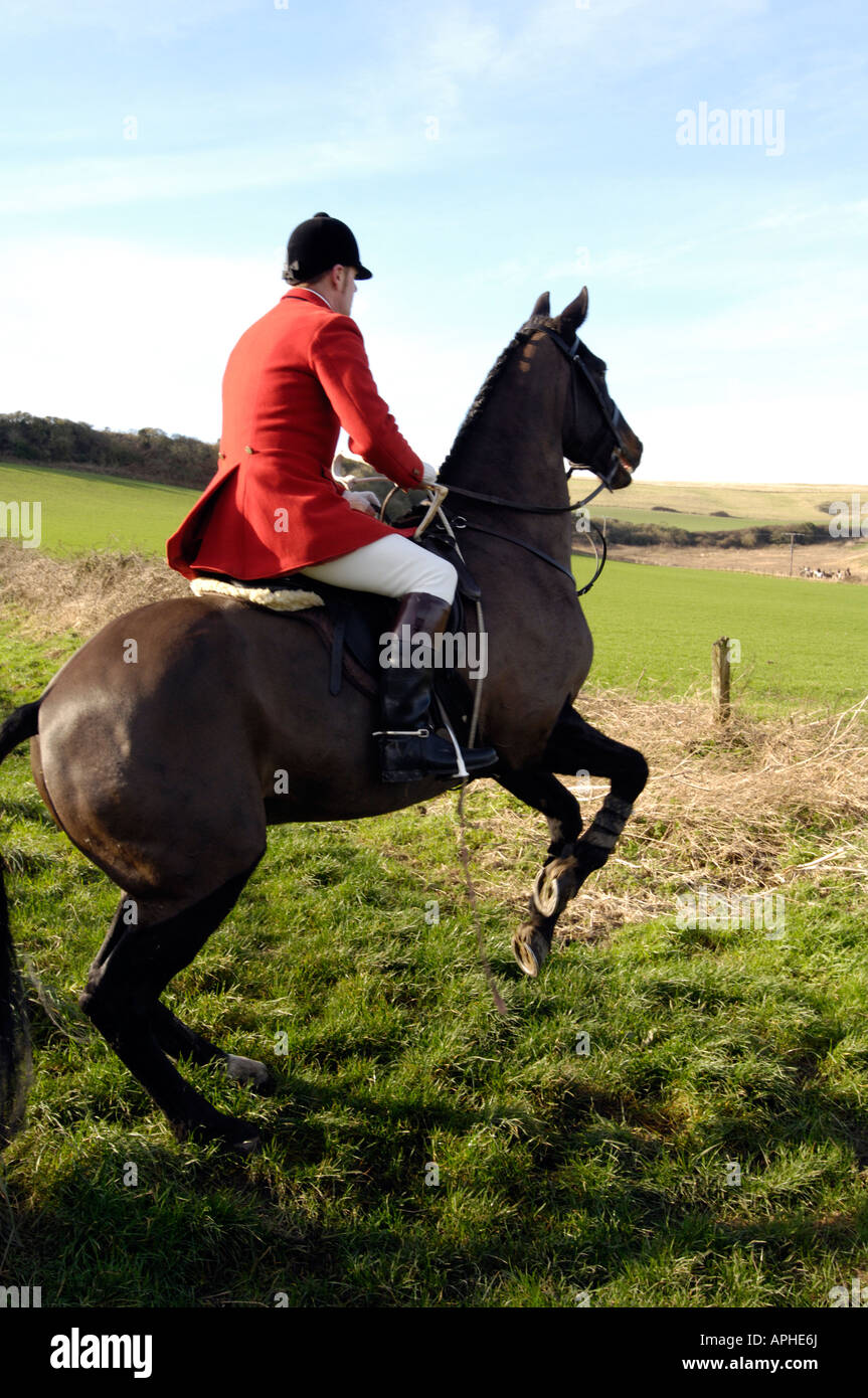 a huntsman with dogs hunting for foxes with hounds Stock Photo - Alamy