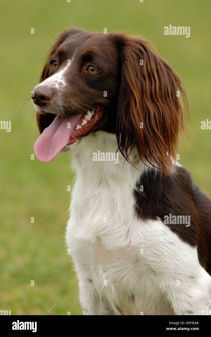 a mad springer spaniel with ears flopping or flying in the wind having ...