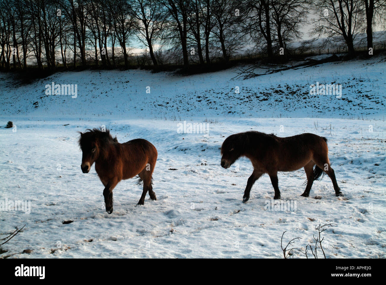 Snow riding horse uk hi-res stock photography and images - Alamy