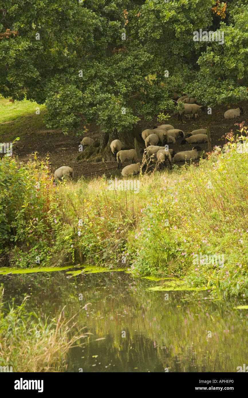 frounds of forde abbey estate dorset england river axe Stock Photo - Alamy