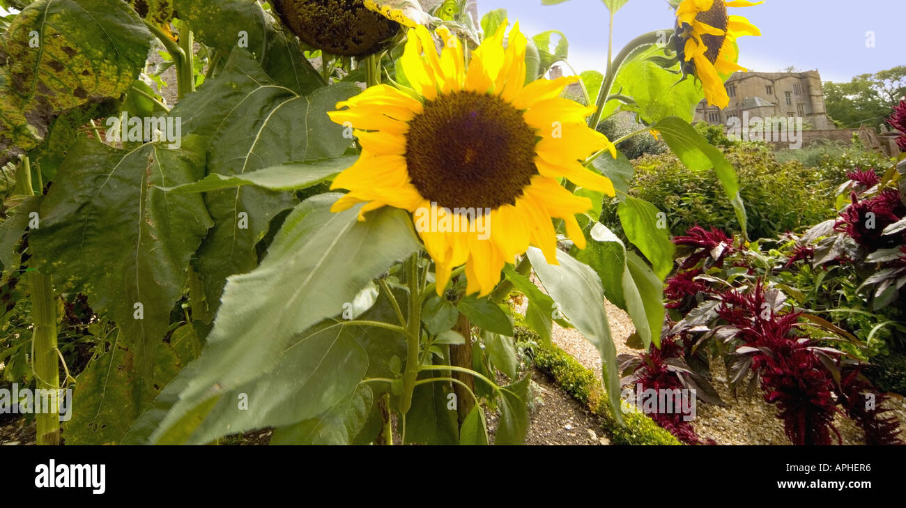 frounds of forde abbey estate dorset england Stock Photo - Alamy