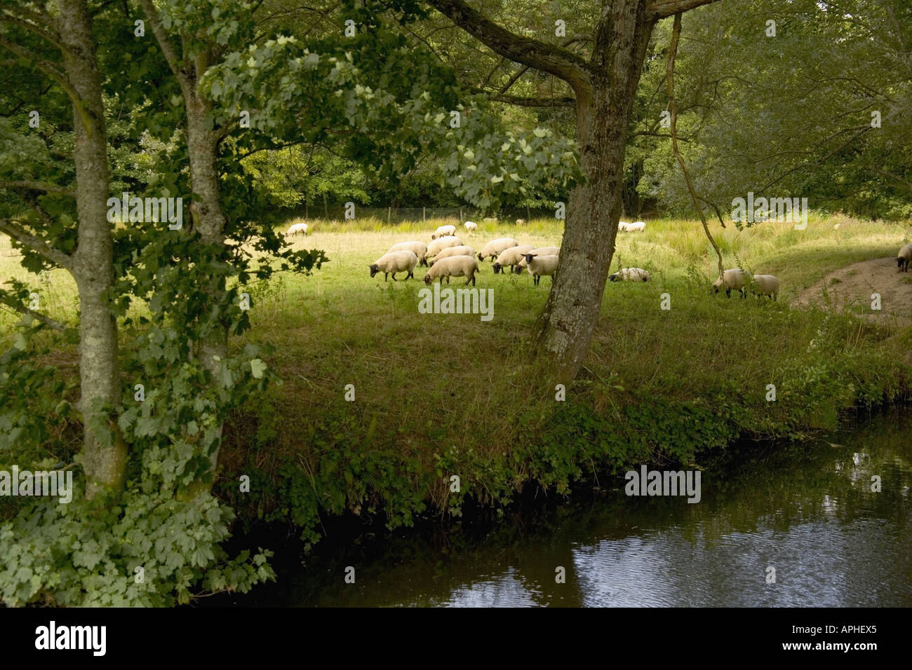 frounds of forde abbey estate dorset england river axe Stock Photo - Alamy