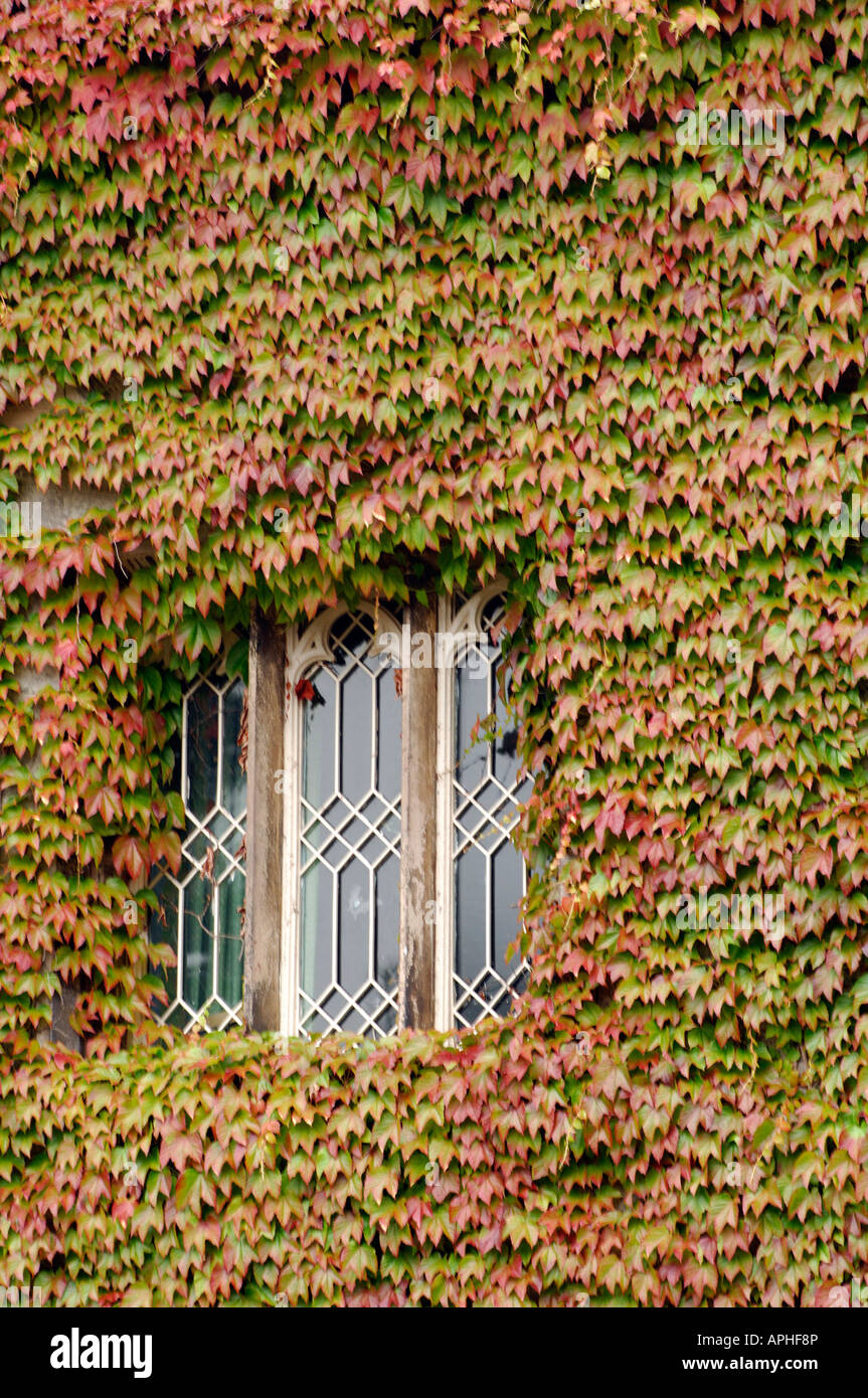 spooky scary moss ivy covered windows wall with lead light in tudor ...