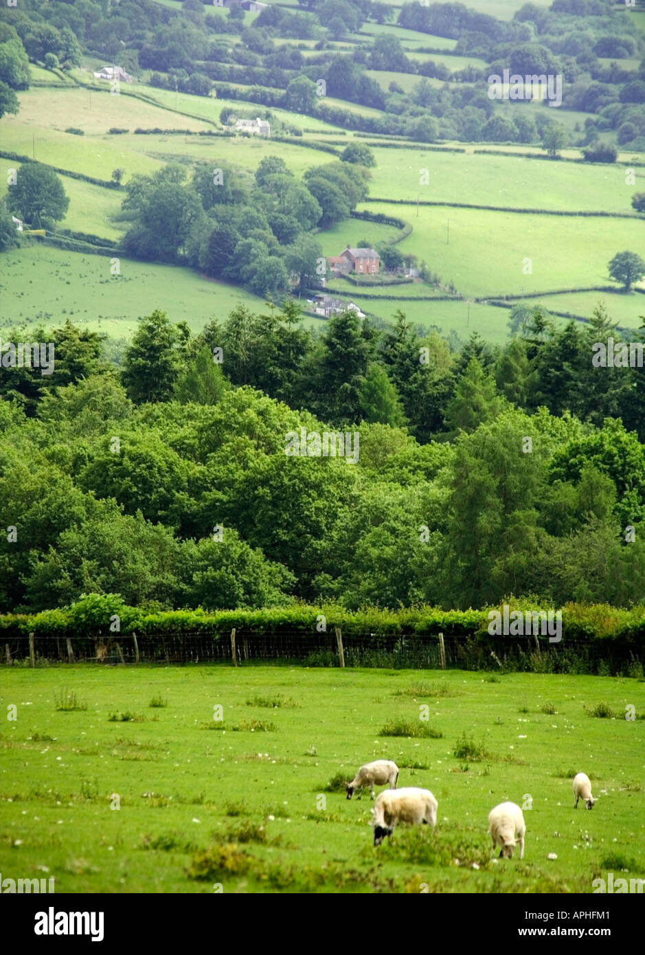 Hergest ridge footpath hi-res stock photography and images - Alamy