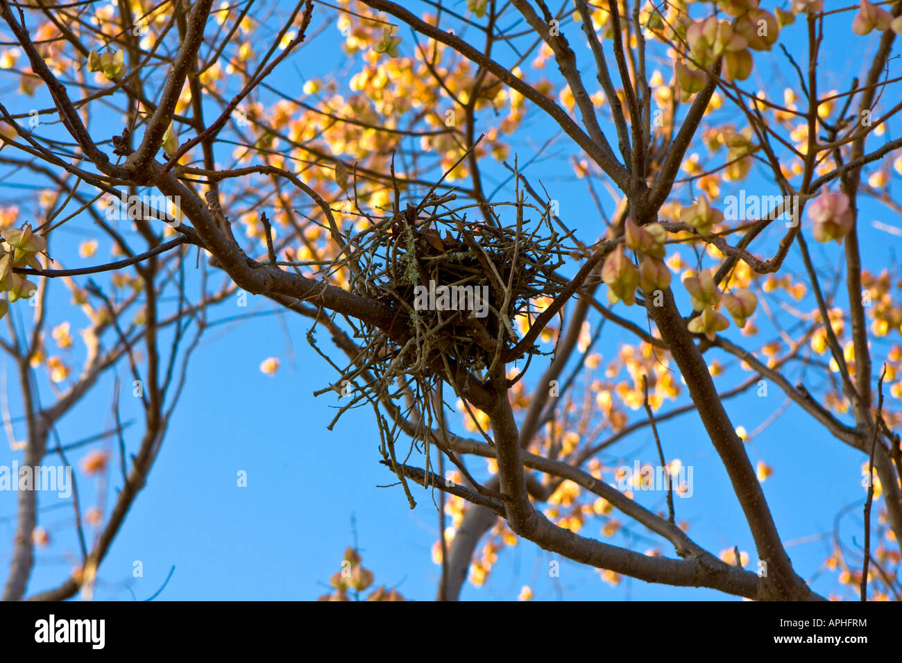 Bird Nest in a Tree Stock Photo - Alamy