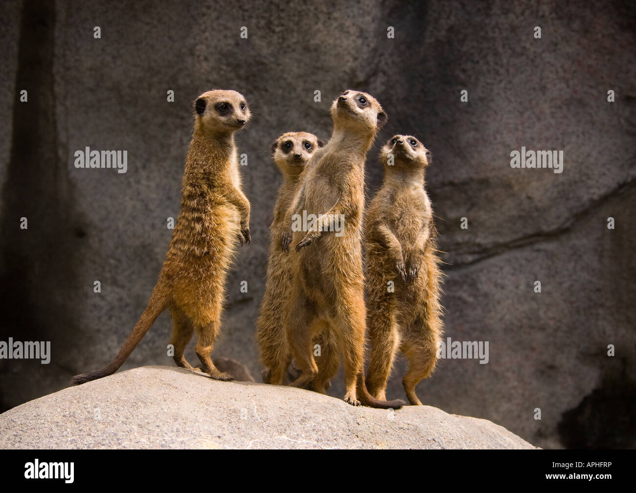 Four Meerkats on Rock Stock Photo - Alamy