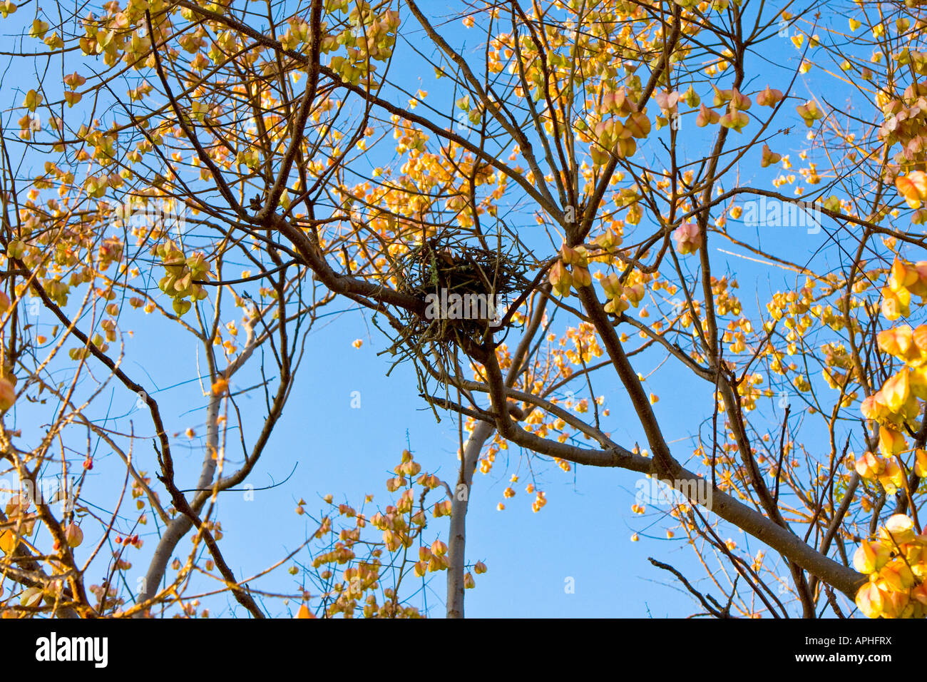Bird Nest in a Tree Stock Photo - Alamy