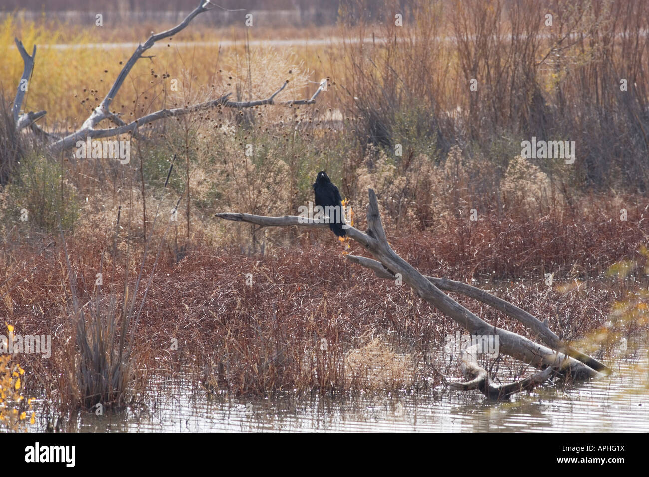 Common raven c corax hi-res stock photography and images - Alamy