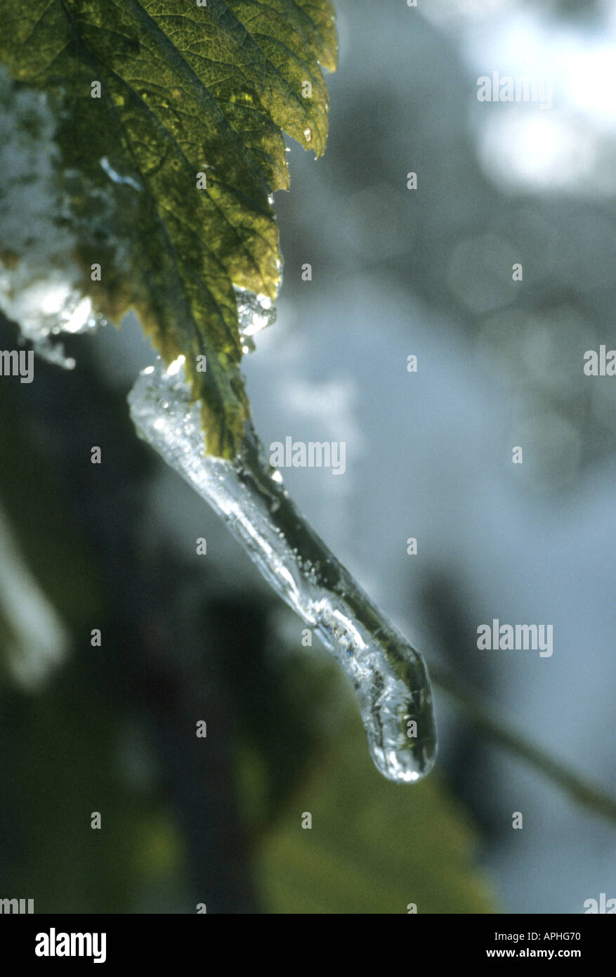 Frozen water dripping from hanging leaf Stock Photo - Alamy
