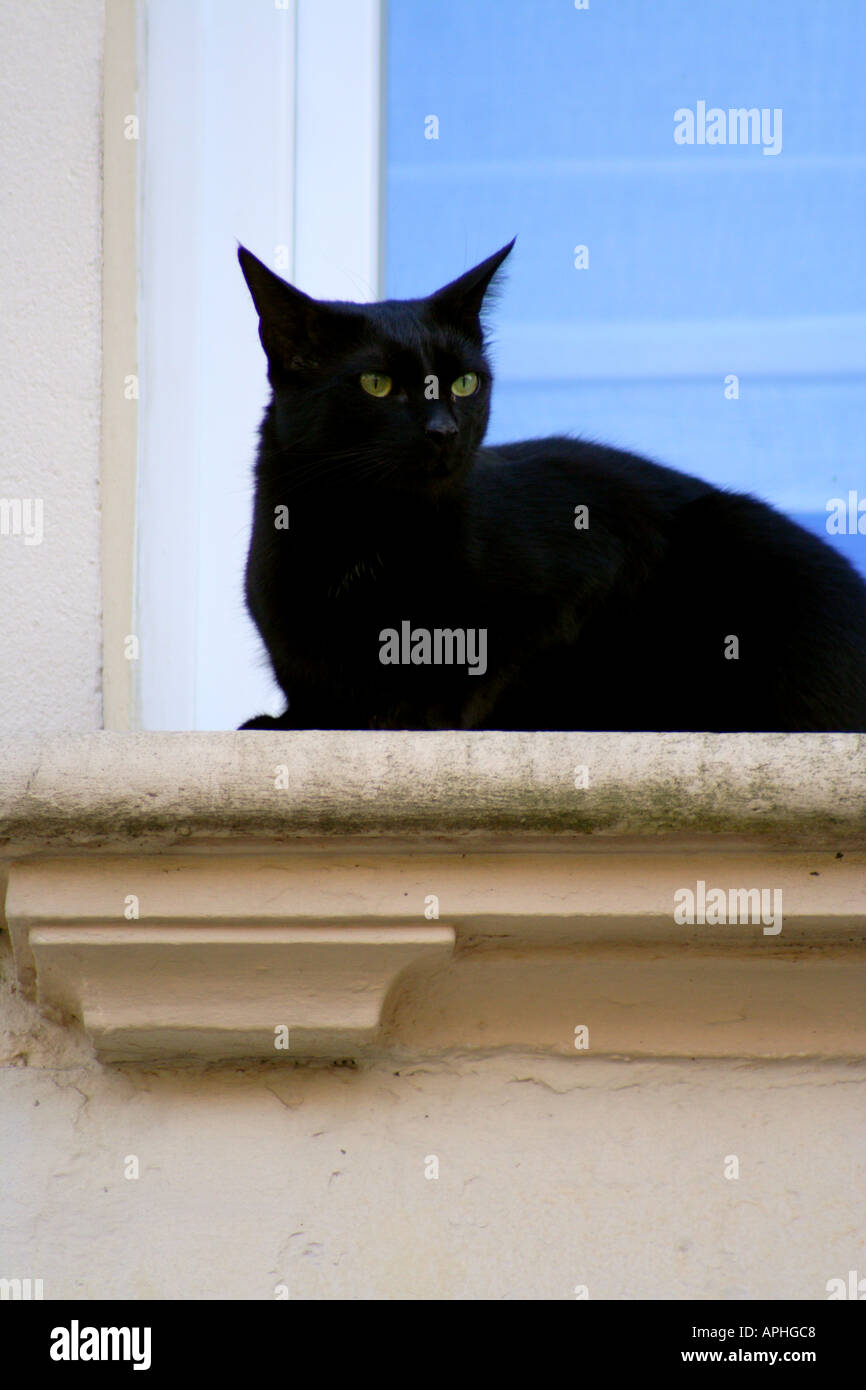 Black cat on a window sill Stock Photo - Alamy
