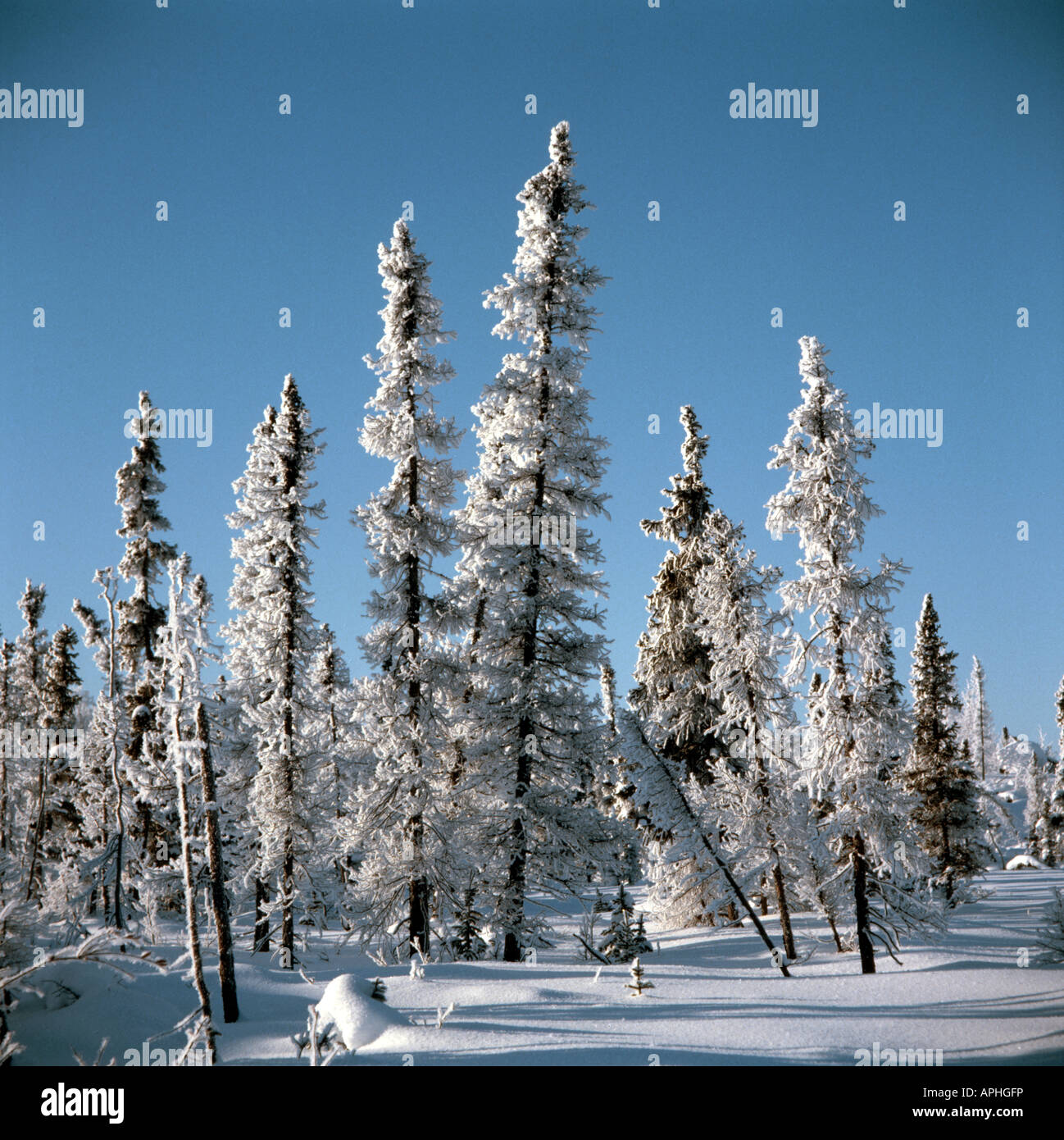 Frost covered black spruce trees in the boreal forest near Yellowknife Northwest Territories ...
