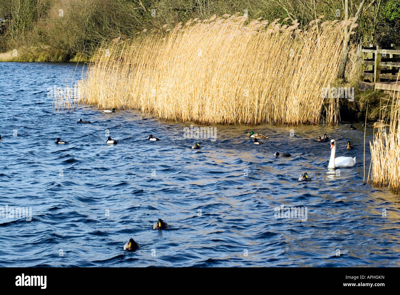 Cosmeston lake country park hi-res stock photography and images - Alamy