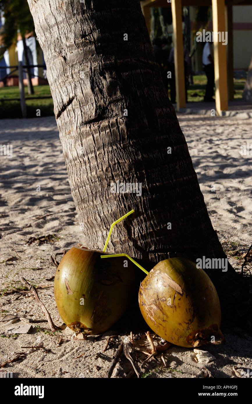 Two coconuts next to a palm tree Stock Photo - Alamy