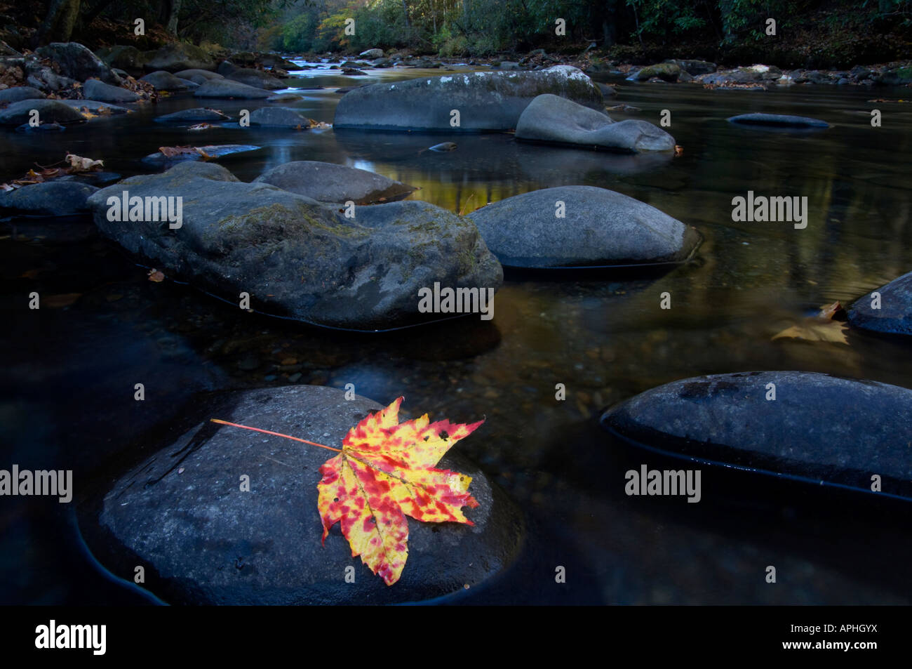 A single leaf showing fall colors laying on a rock in a mountain stream ...