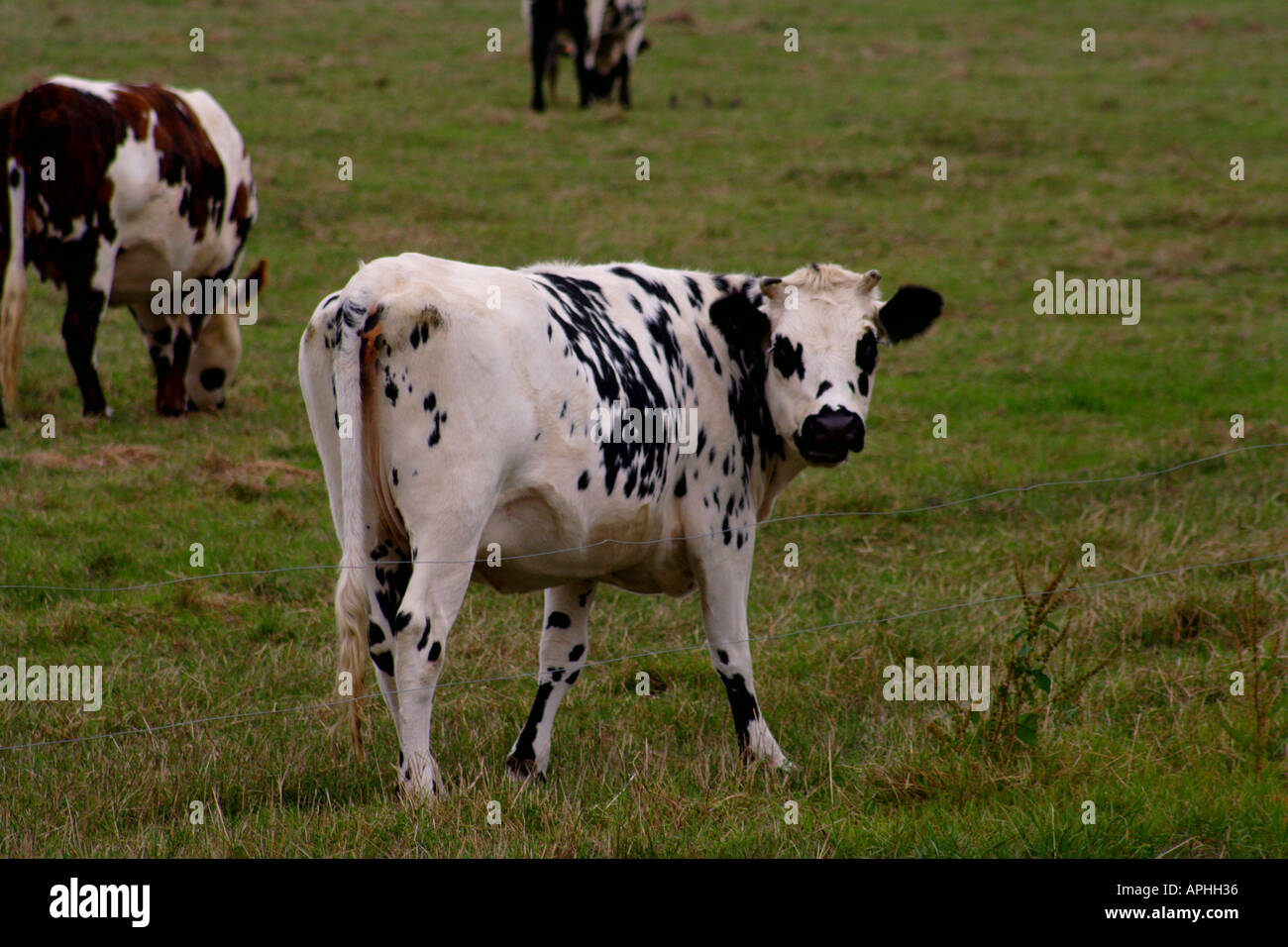 Patchy cow hi-res stock photography and images - Alamy