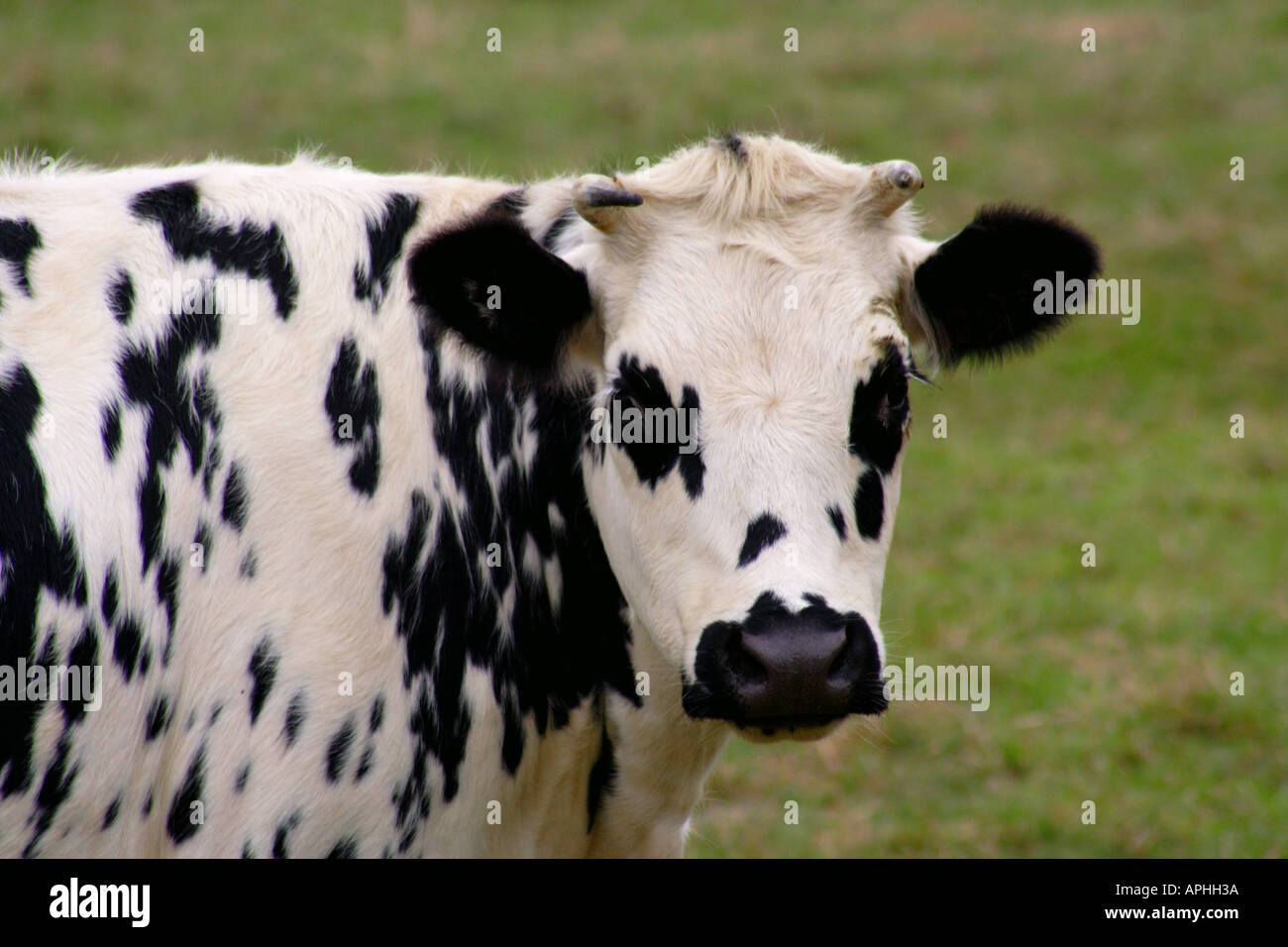 Patchy cow hi-res stock photography and images - Alamy