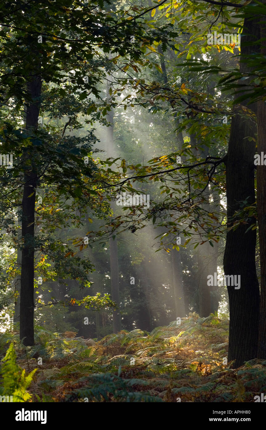 Oak tree and ferns in dramatic sunbeams Forest of Dean Stock Photo - Alamy
