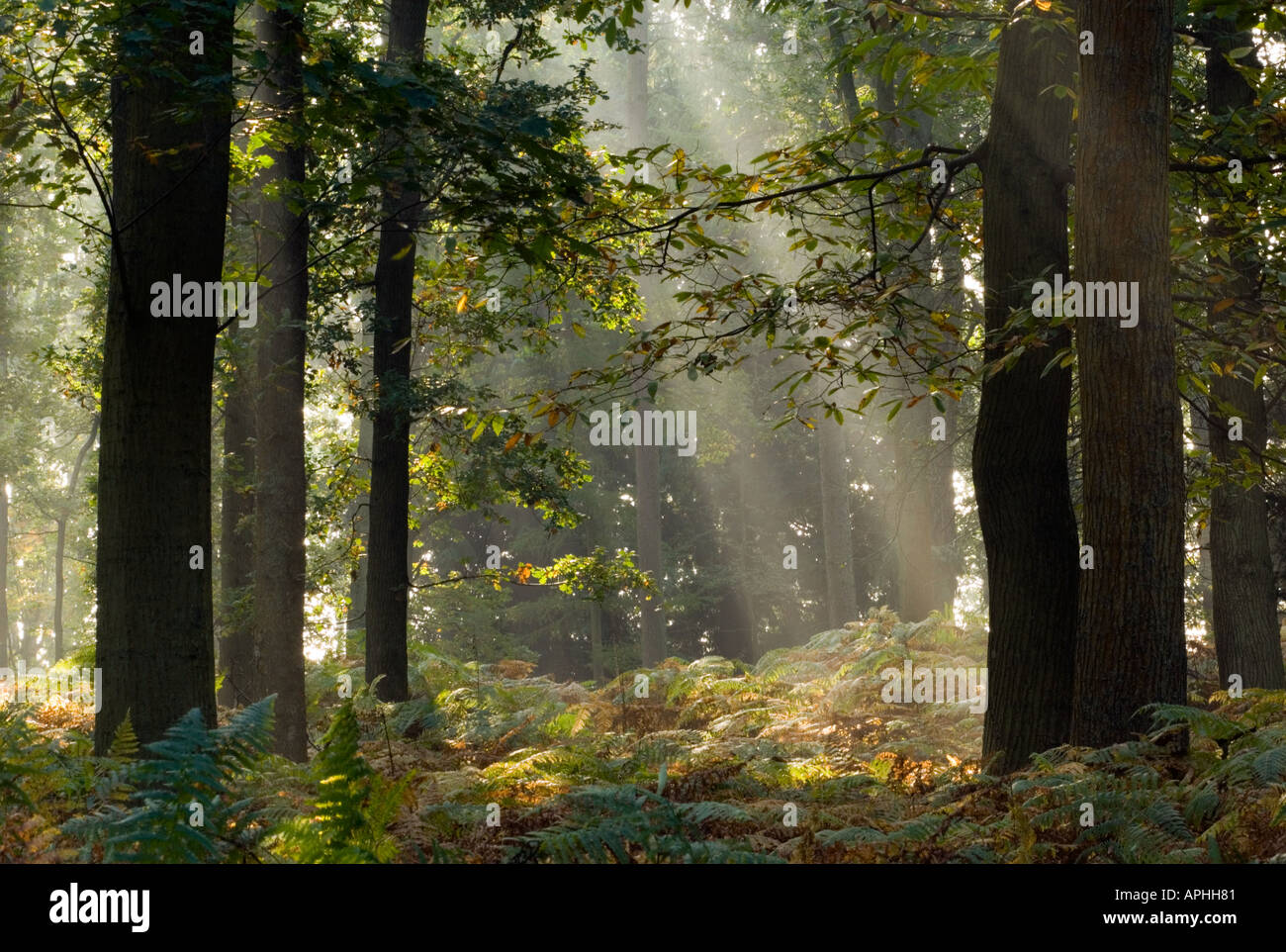 Oak tree and ferns in dramatic sunbeams Forest of Dean Stock Photo - Alamy
