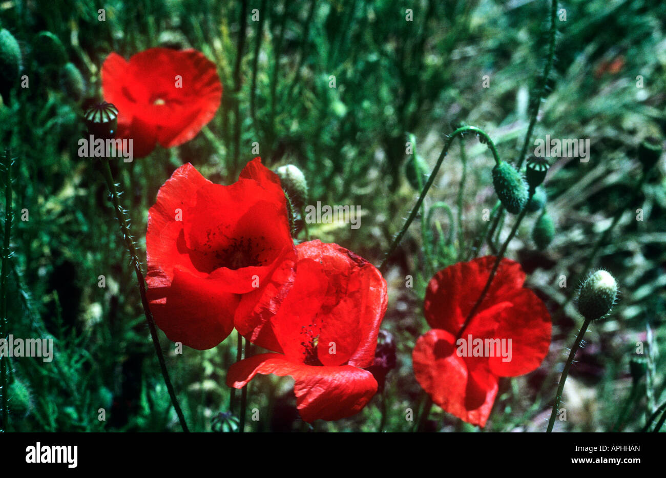 Wind Blown Wild Poppies Stock Photo - Alamy