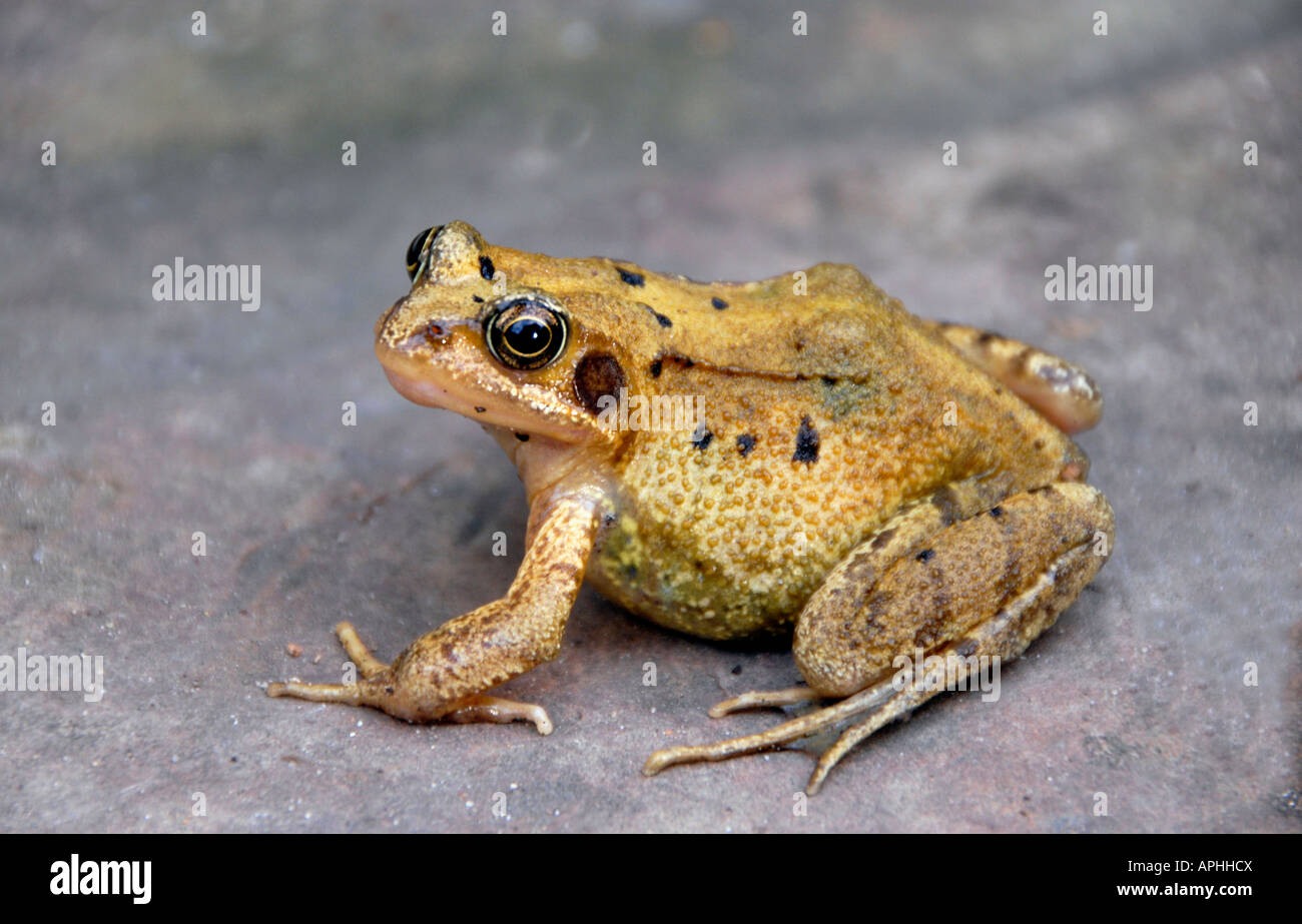 Common frog close up hi-res stock photography and images - Alamy