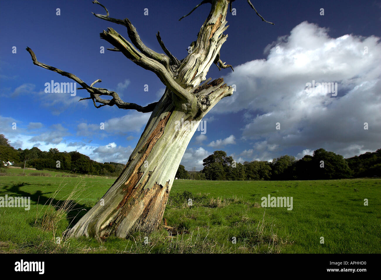 Dead tree in fields near the A38 highway at Chudleigh in Devon UK Stock ...