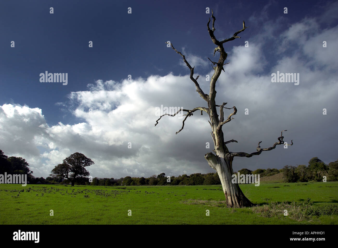 Dead tree in fields near the A38 highway at Chudleigh in Devon UK Stock ...