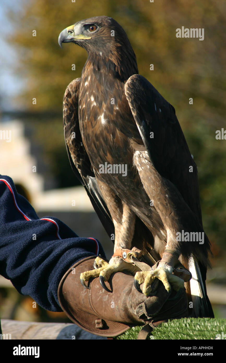 American harris hawk falconry perch hi-res stock photography and images ...