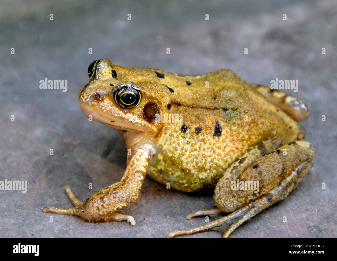 Rana Temporaria Common frog Stock Photo - Alamy