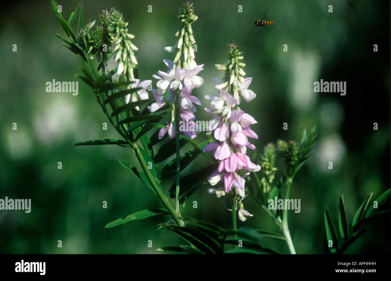 Sainfoin and a Hovering Bee Stock Photo - Alamy