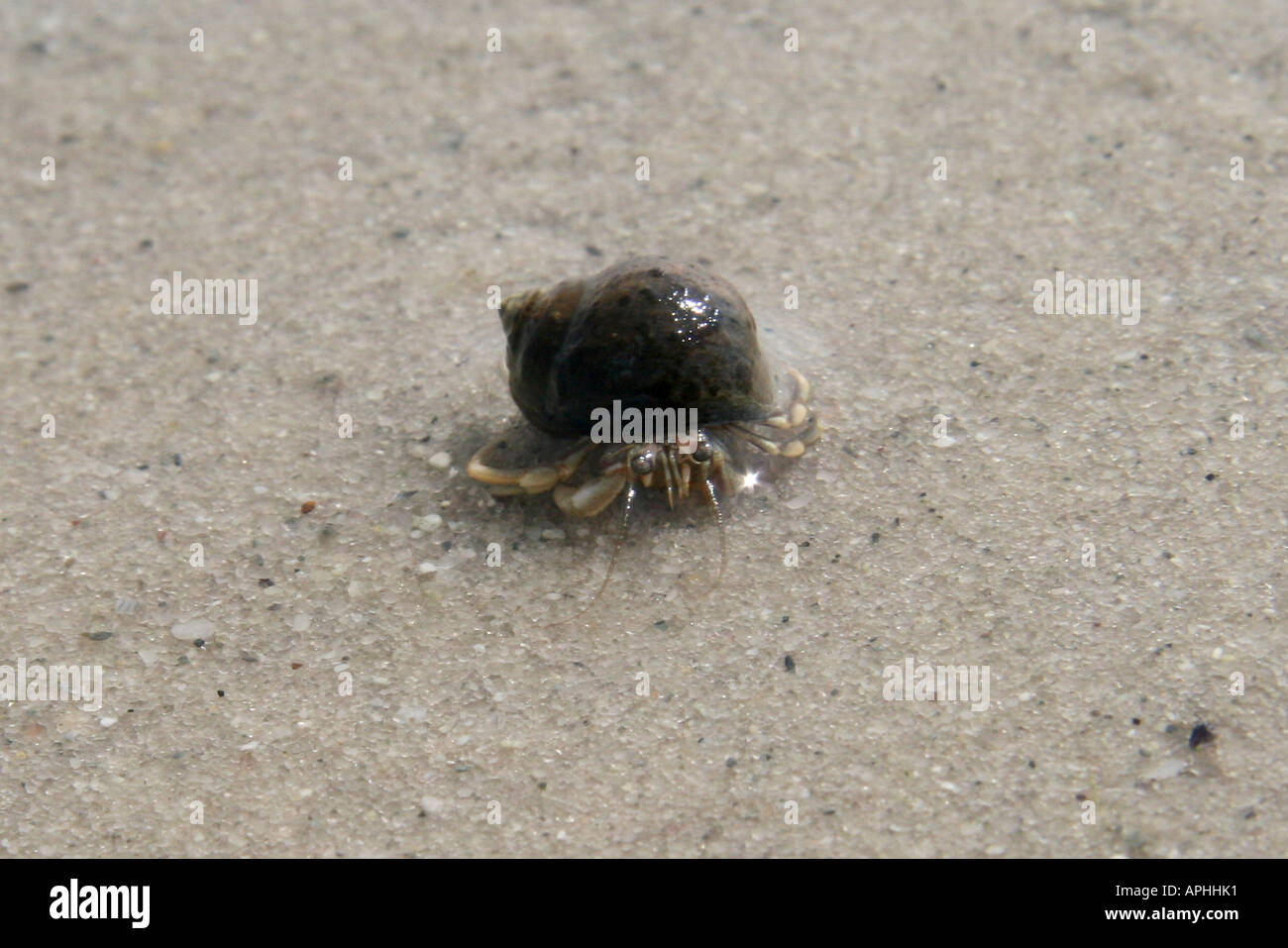 Cape cod crab hi-res stock photography and images - Alamy