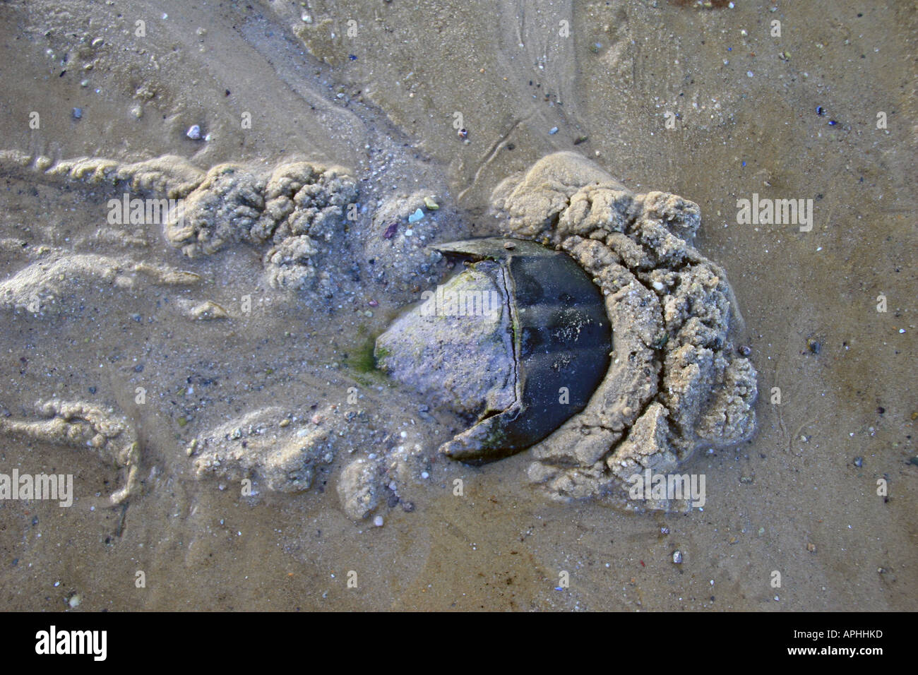 Horseshoe crab buried in sand on tidal flats Cape Cod Bay Stock Photo ...