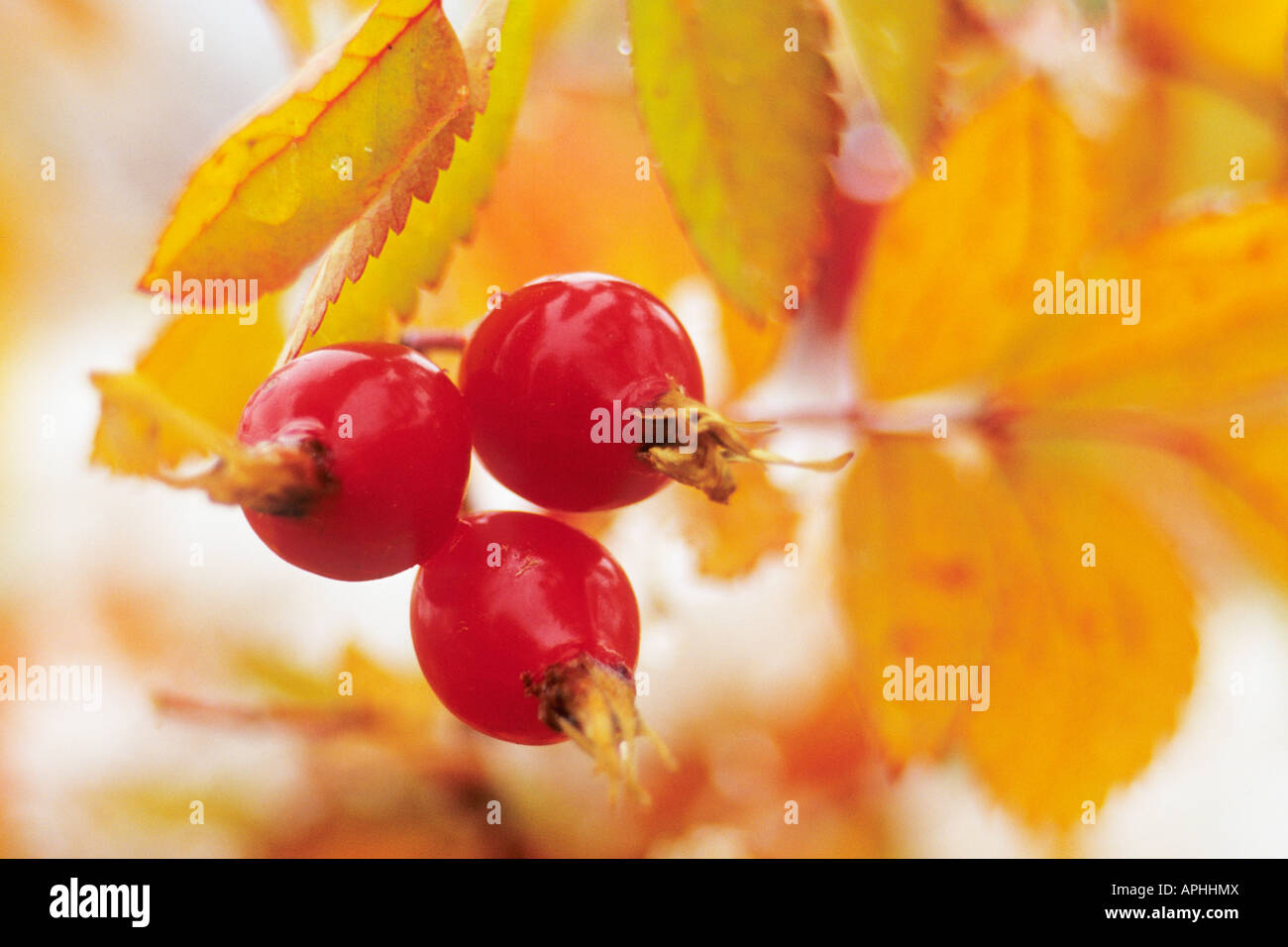 Rose hips in autumn with snow Stock Photo - Alamy